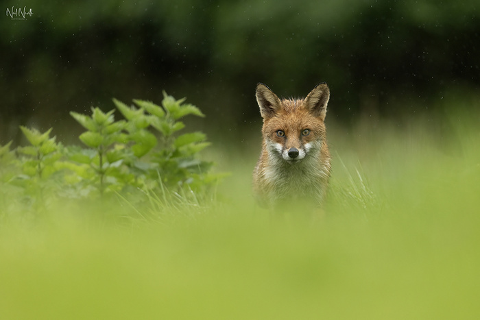 Fox Hide