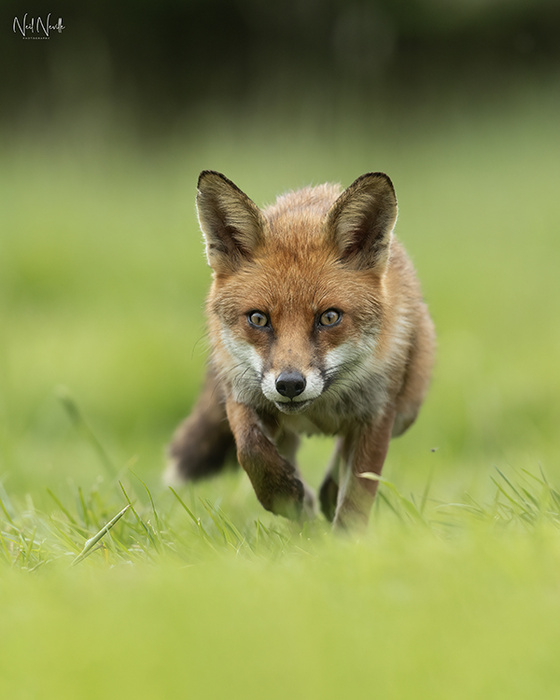 Fox Hide